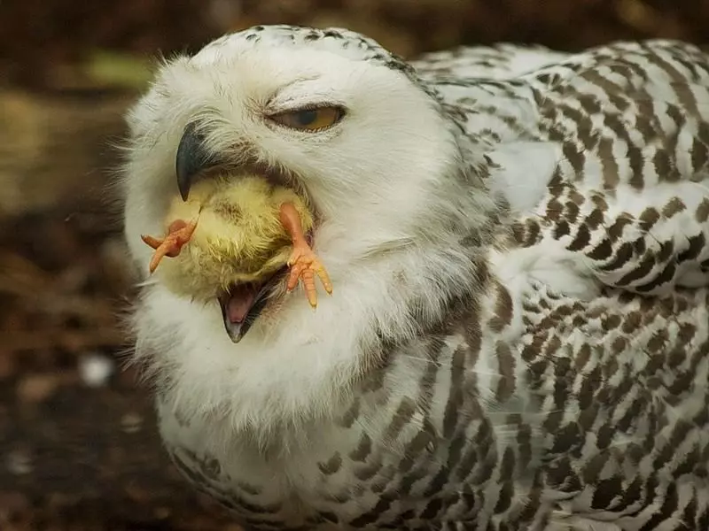 Ağ bayquş (Bubo scandiacus) bir toyuğu udur. Bayquşlar kiçik yırtıcıları bütöv, böyük parçalanmış halda udurlar