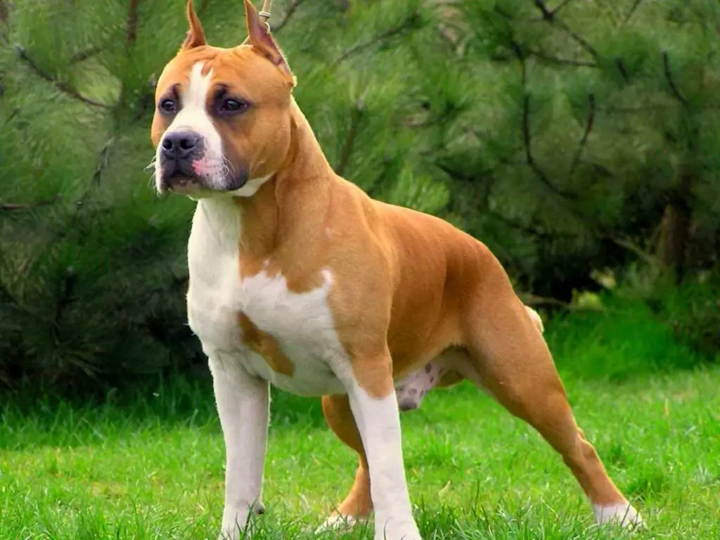 Amstaff نالي آرنلڊ کي مليو آھي ھڪڙو وڏو دوست.