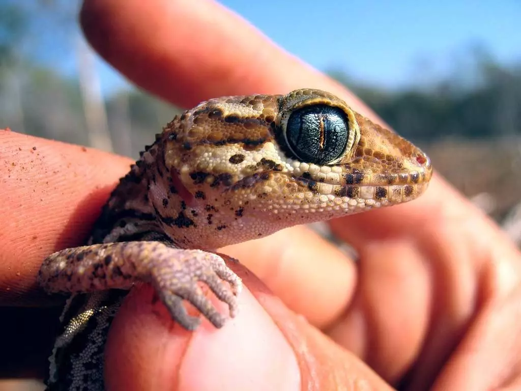 Gecko nke Madagascar (Paroedura pictureus).