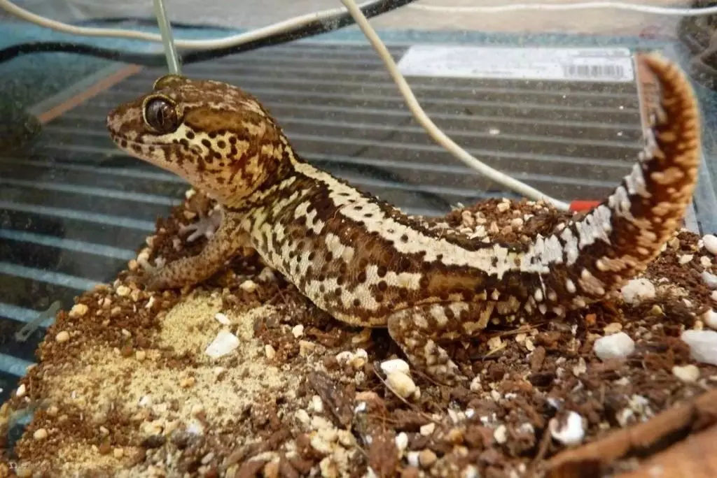 La nuit, les geckos sortent de cachettes pour chercher des proies.