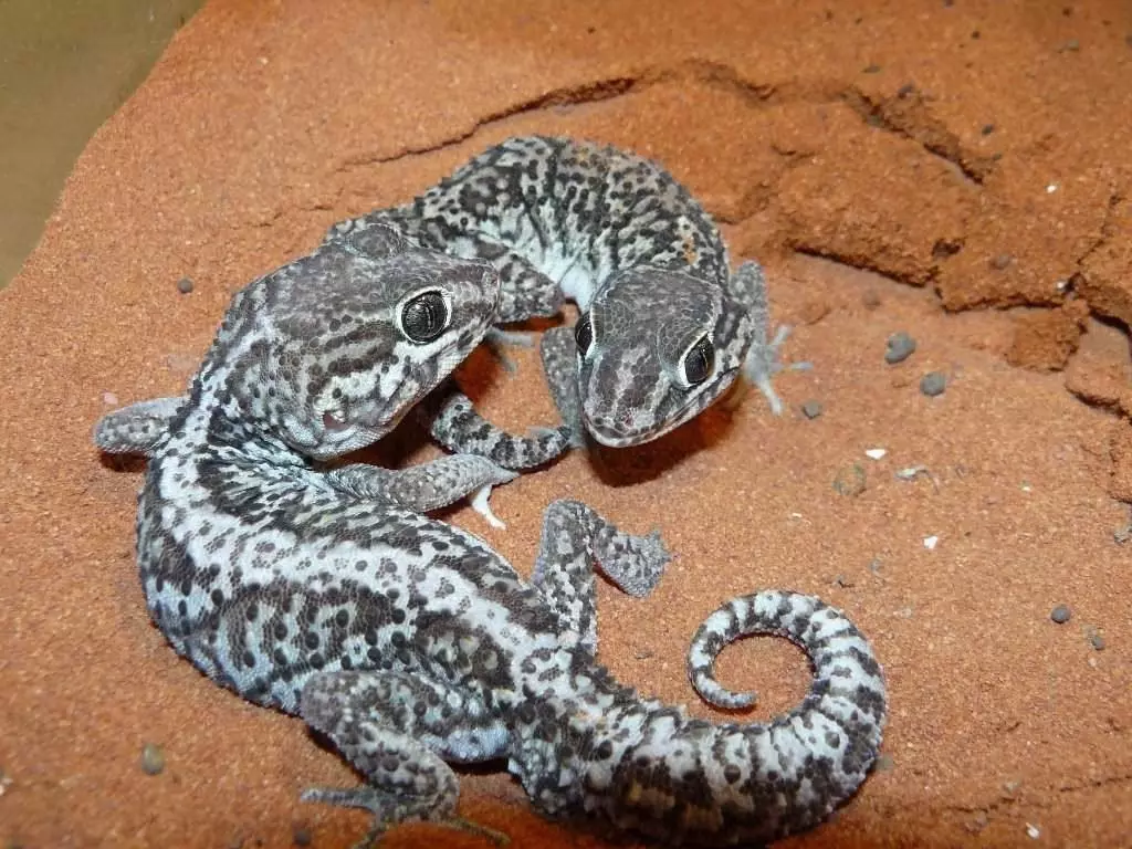 Et romslig akvarium er nødvendig for å beholde parohedronene.