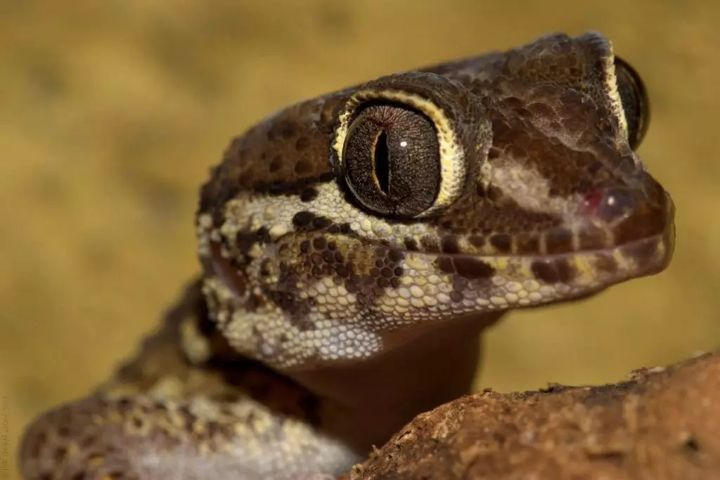 Gekko's ontwikkelen zich in een ei en na 2 maanden komen er kleine hagedissen uit.