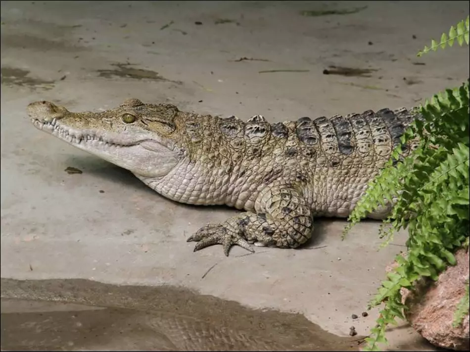 Fülöp vagy Mindor krokodil (Crocodylus mindorensis)