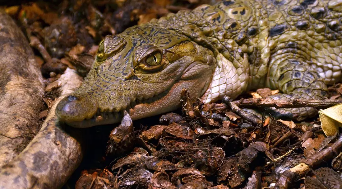 Fülöp -szigeteki krokodil már régóta lakja a Fülöp -szigeteket