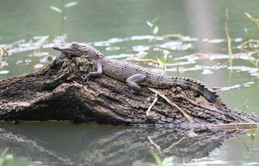 A filippínó krokodil nőstényei és hímei akkor kezdenek szaporodni, amikor testhosszuk 1,3 - 2,1 méter, és eléri a körülbelül 15 kilogrammot.