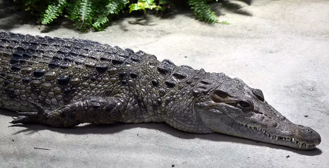 A filippínó krokodil a kis vizes élőhelyeket kedveli, de sekély természetes víztestekben és mocsarakban is él