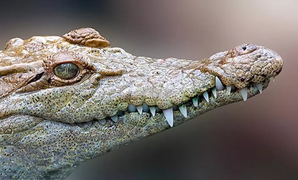 A filippínó krokodil bőrének színe a környezettől vagy a hüllő hangulatától függően változhat.