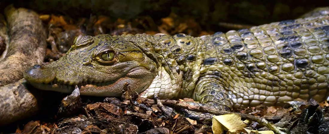 Ingwenya yasePhilippines isohlwini olubomvu lwe-IUCN ngesimo esisengozini.