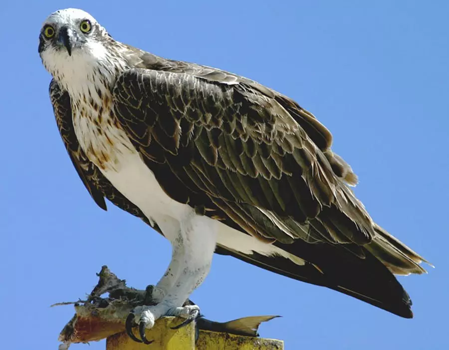 Austrumu zivjērglis (Pandion cristatus)