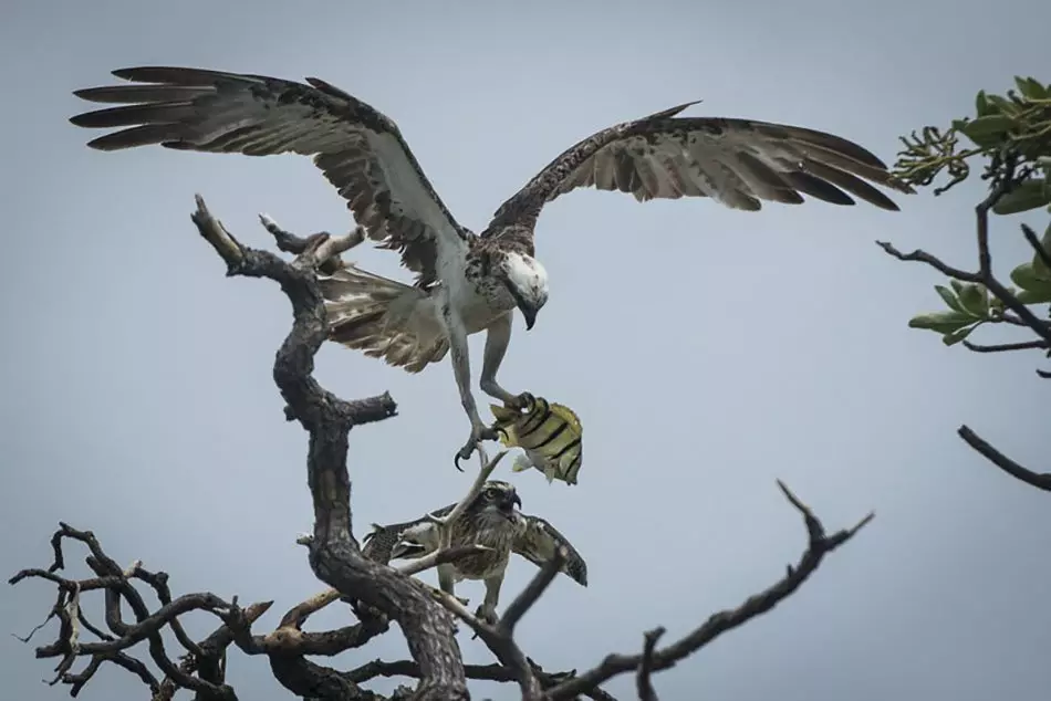 Osprey wétan ngenggoni macem-macem papan