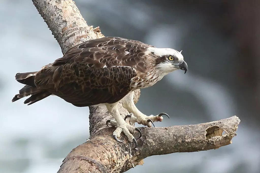 Osprey sisih wétan iku ora lungguh.