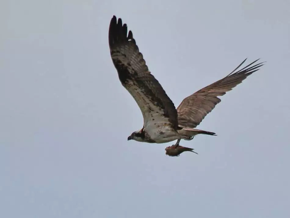 Manuk diwasa golek panganan bisa mlaku telung kilometer