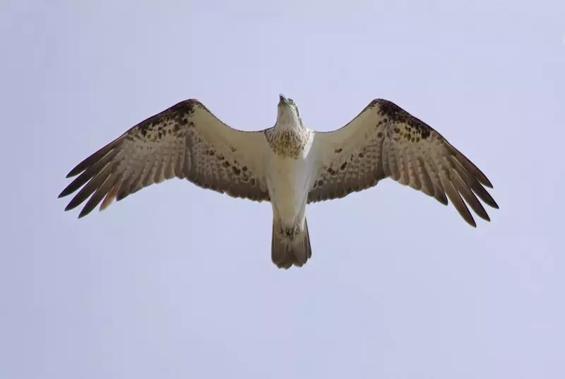 Το Eastern Osprey είναι ενεργό κυρίως κατά τη διάρκεια της ημέρας.