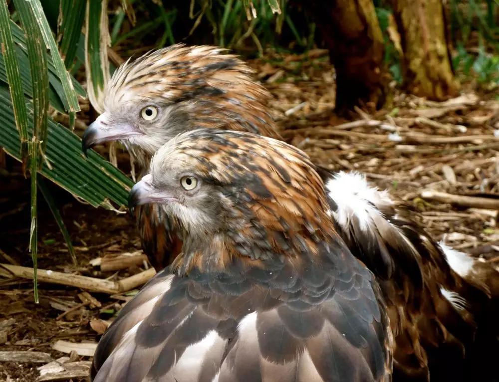 A cor da plumaxe das aves novas é menos brillante.