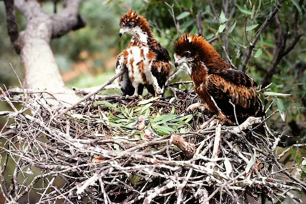 Non son demasiado ruidosos en presenza doutras aves.