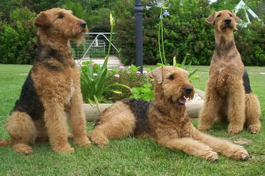 O se uo faauo o airedale terriers.