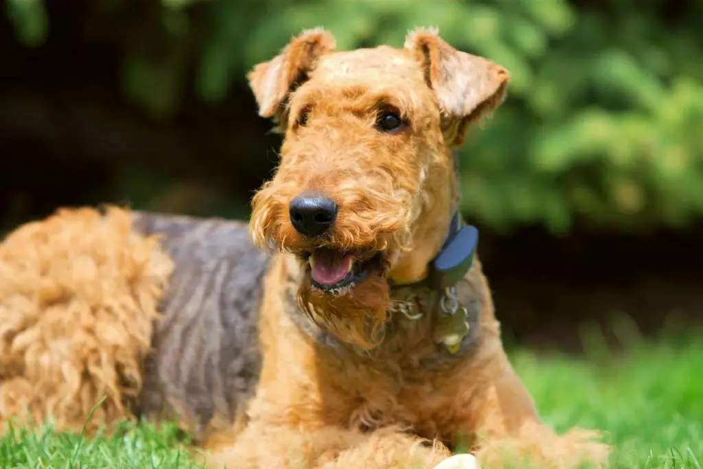 Airedale on suurim terjer.