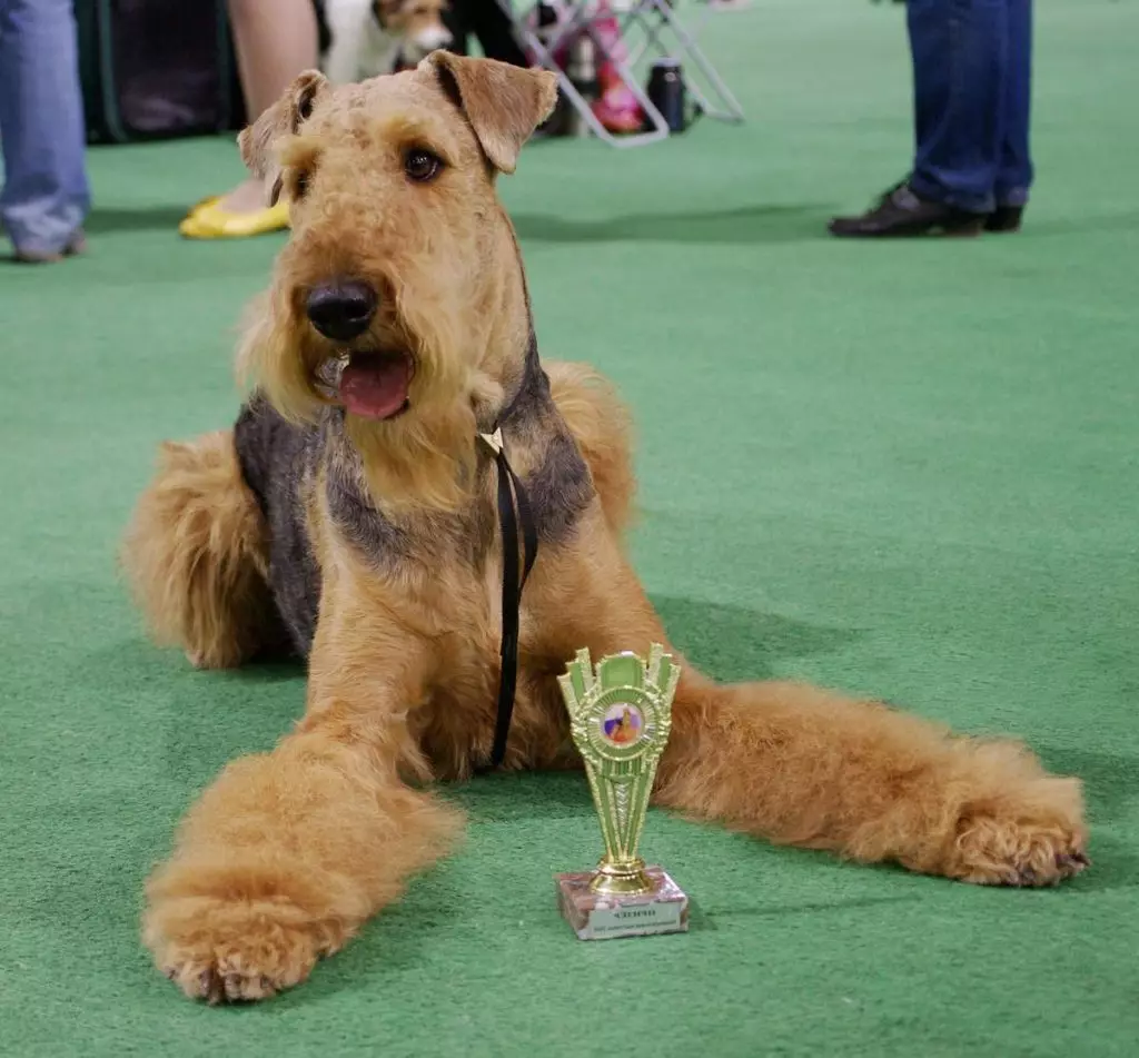 Airedale Terrier არის კონკურსის გამარჯვებული.