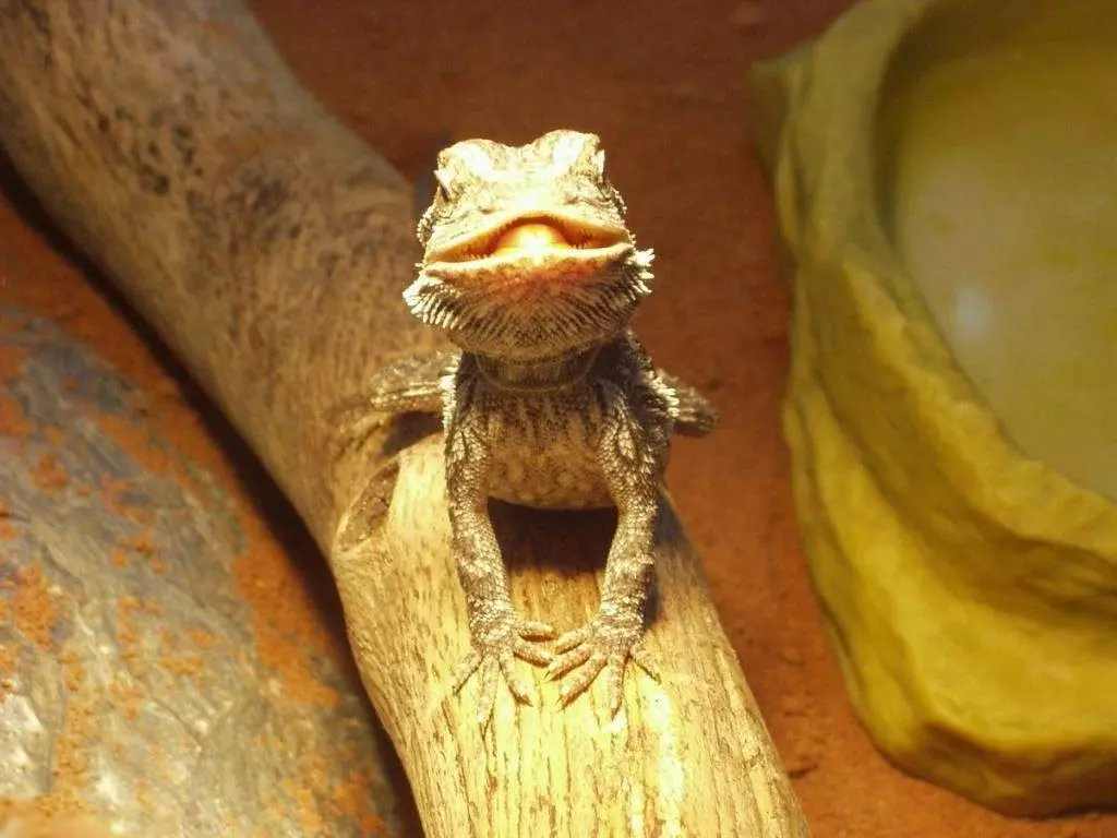 Um eine Bartagama zu halten, benötigen Sie ein geräumiges horizontales Terrarium mit Steinen und starken Ästen, auf das das Tier bequem klettern kann.