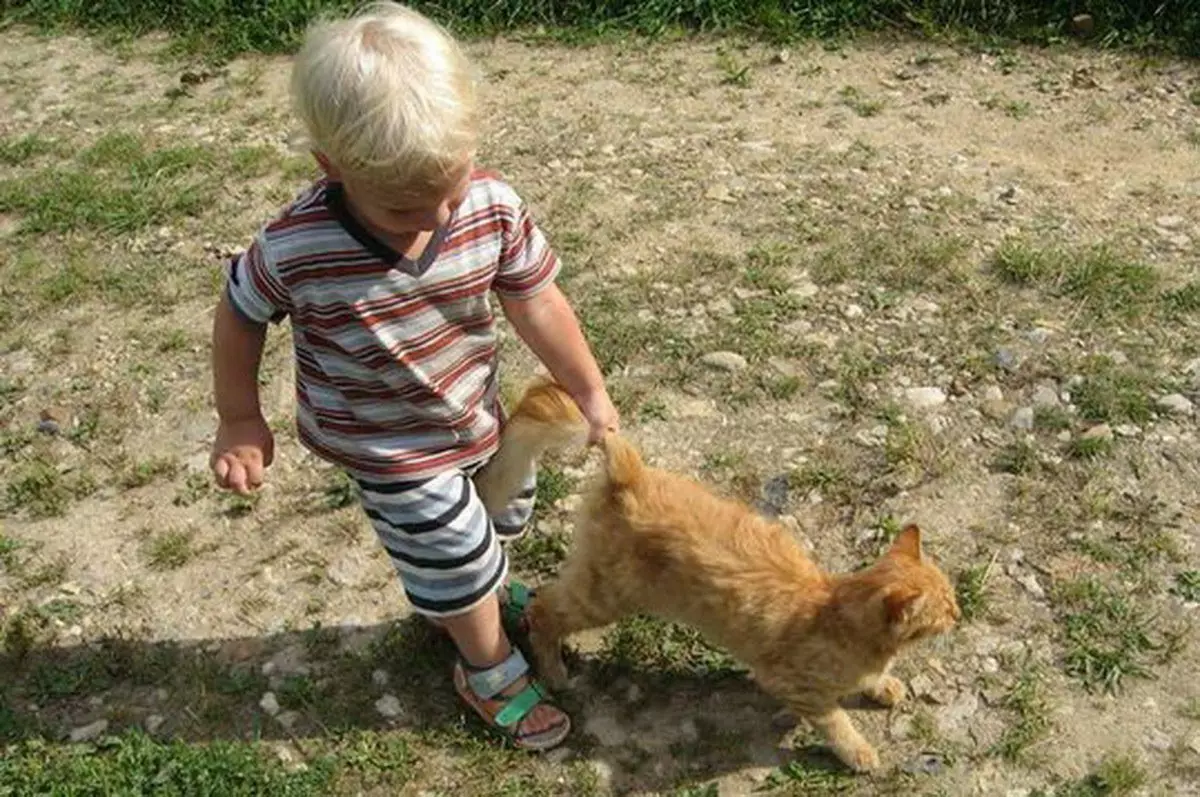 Oftentimes, animal bullying begins in early childhood.