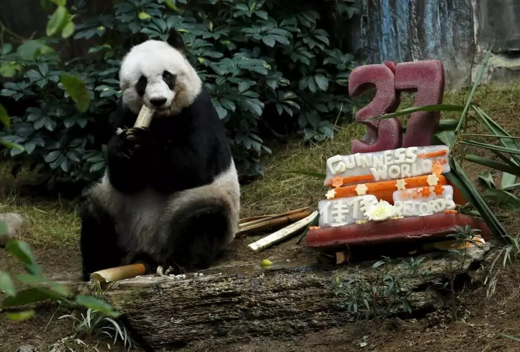 Nejstarší panda slaví 37. narozeniny.