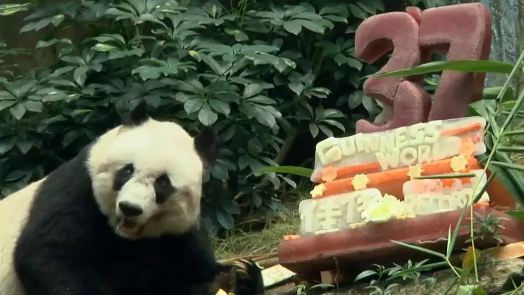 Panda Gia-Gia niditra tao amin'ny Guinness Book of Records.