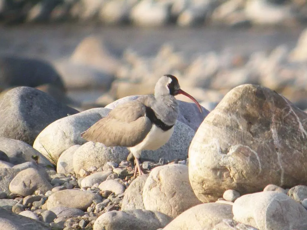 I-Sicklebeak (Ibidorhyncha struthersii).