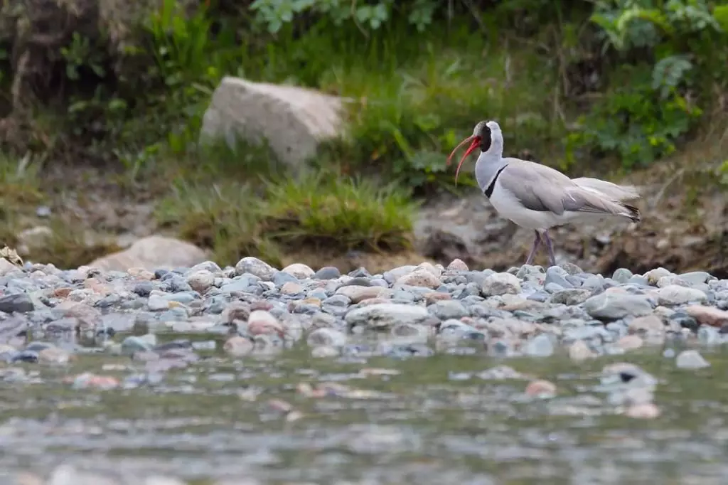 Mit Hilfe seines Schnabels sucht der Vogel zwischen Steinen am Grund von Flüssen und Seen nach Beute und taucht seinen Kopf in Wasser.