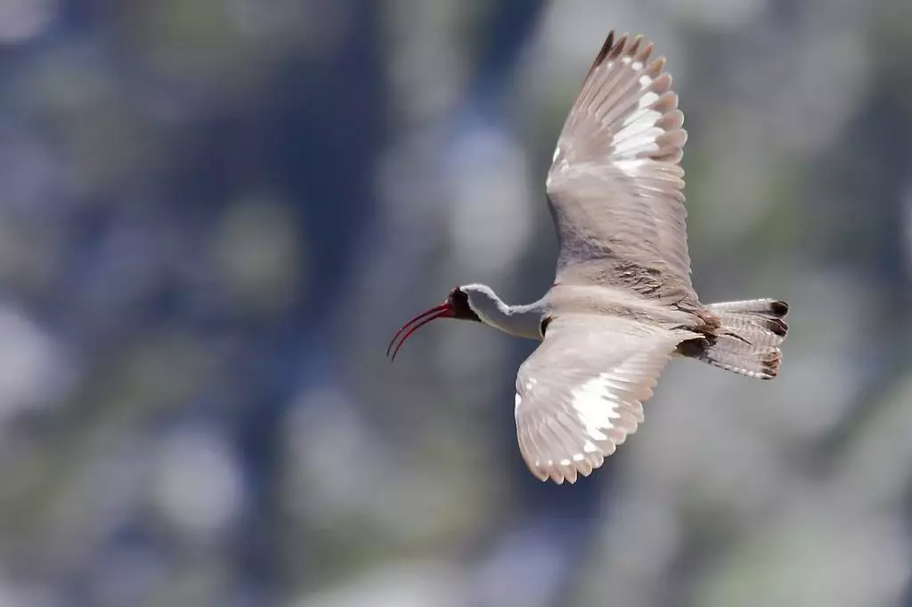 Sicklebill umum di Asia Tengah dan Himalaya.