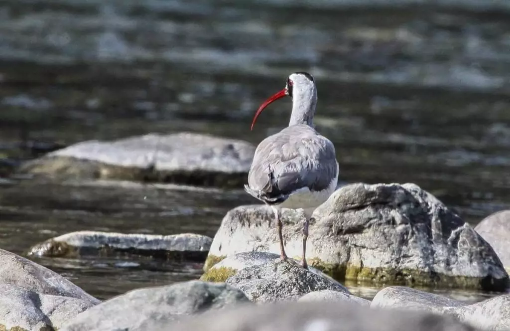 Sicklebeaks mistrovsky maskuje jejich spojky vejci.