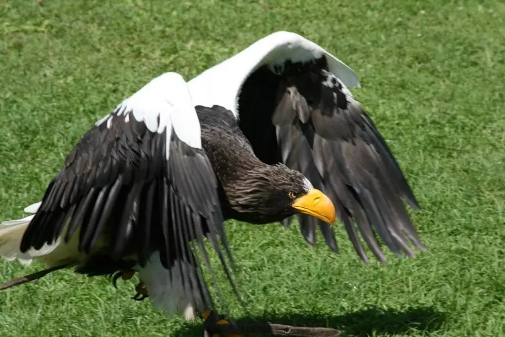 Vulturul Steller (vulturul Steller, Haliaeetus pelagicus).