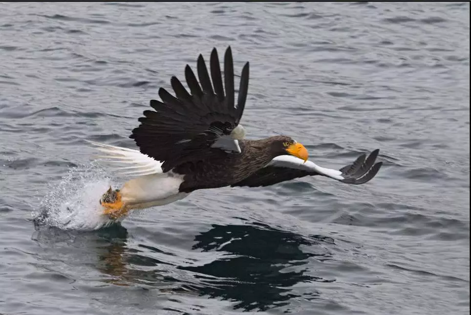 虎頭海雕（Steller's sea eagle, Haliaeetus pelagicus）。