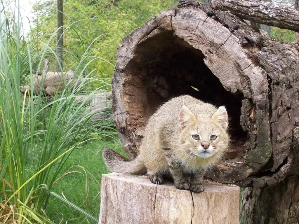 Die Katze wird oft in den halbtrockenen kalten Wüsten Patagoniens gefunden.