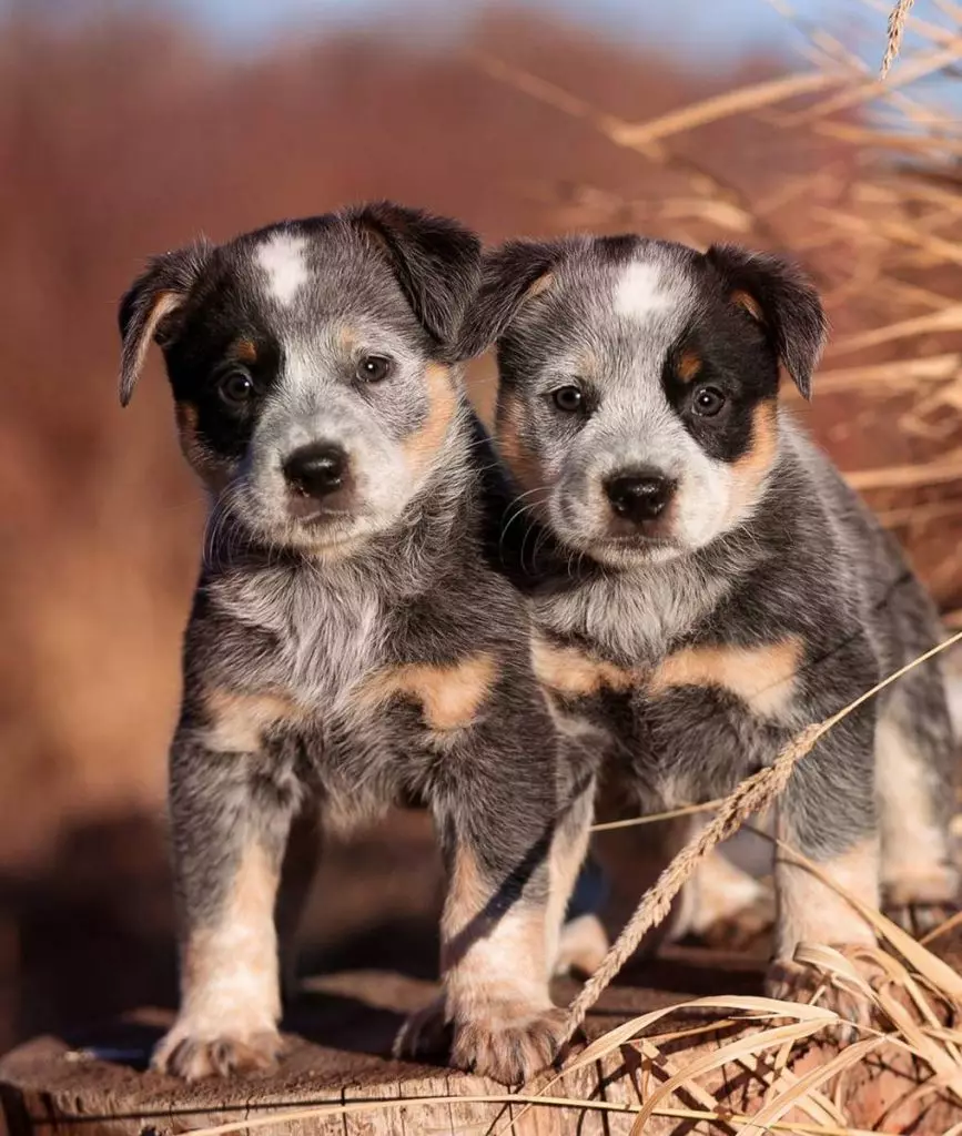 Australische herdershond pups.