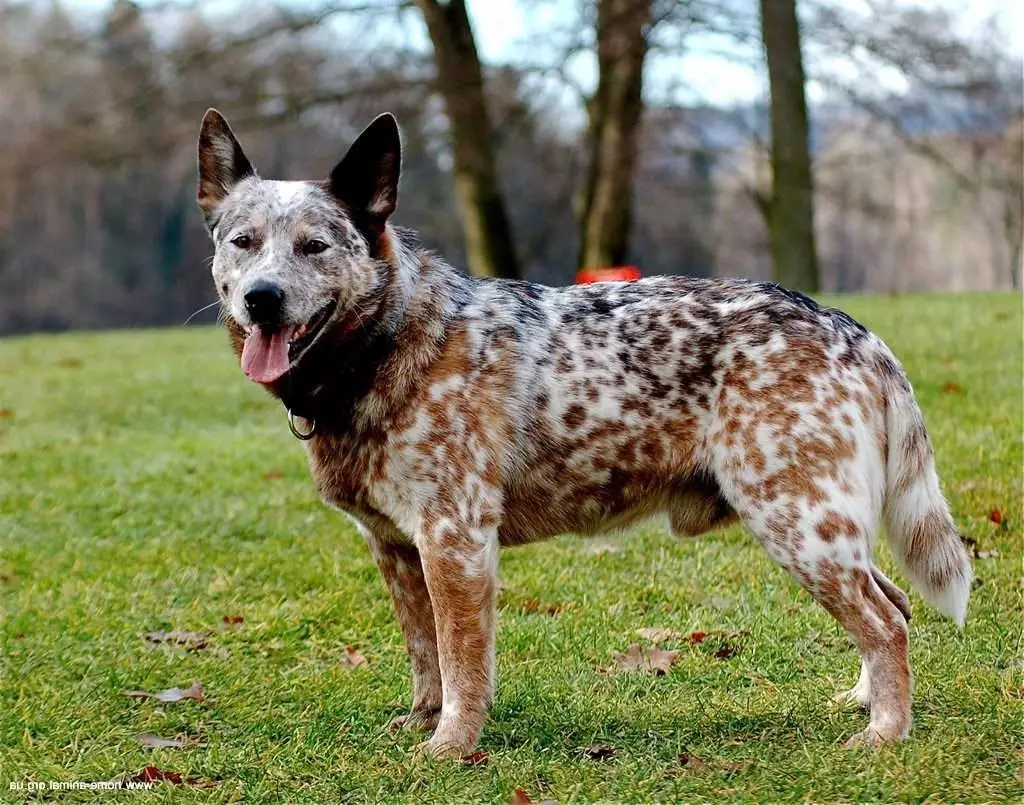 これらの犬の色で見ることができます