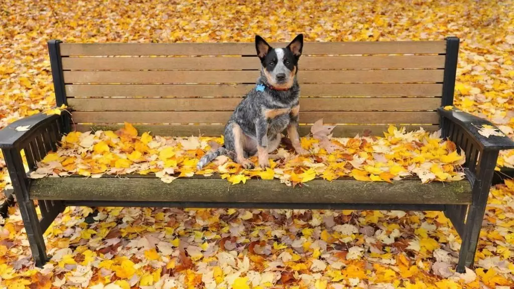 紅葉の中のオーストラリアのヒーラー。