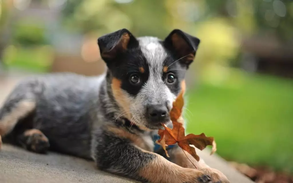 成長したヒーラーの子犬。