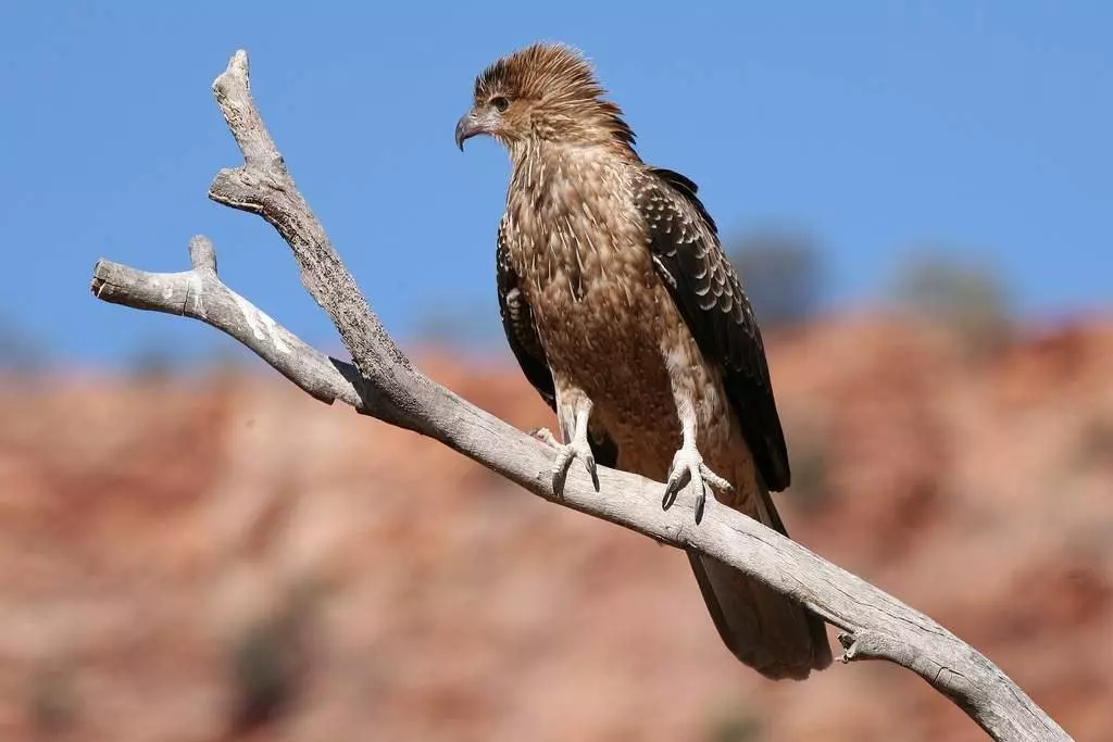 Whistler Kite (Haliastur sphenurus)