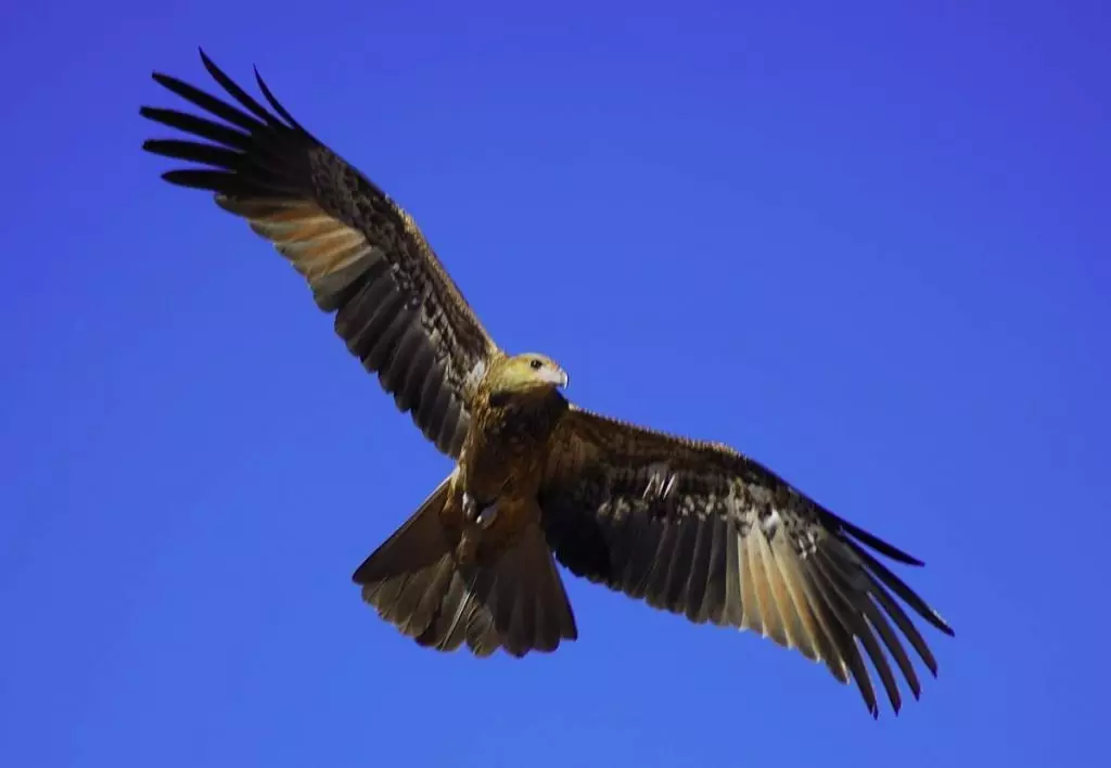 Whistler Kite (Haliastur sphenurus)