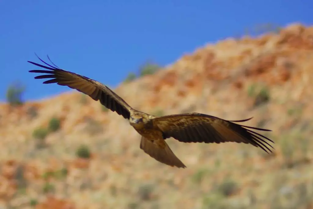 Cometa Whistler (Haliastur sphenurus)