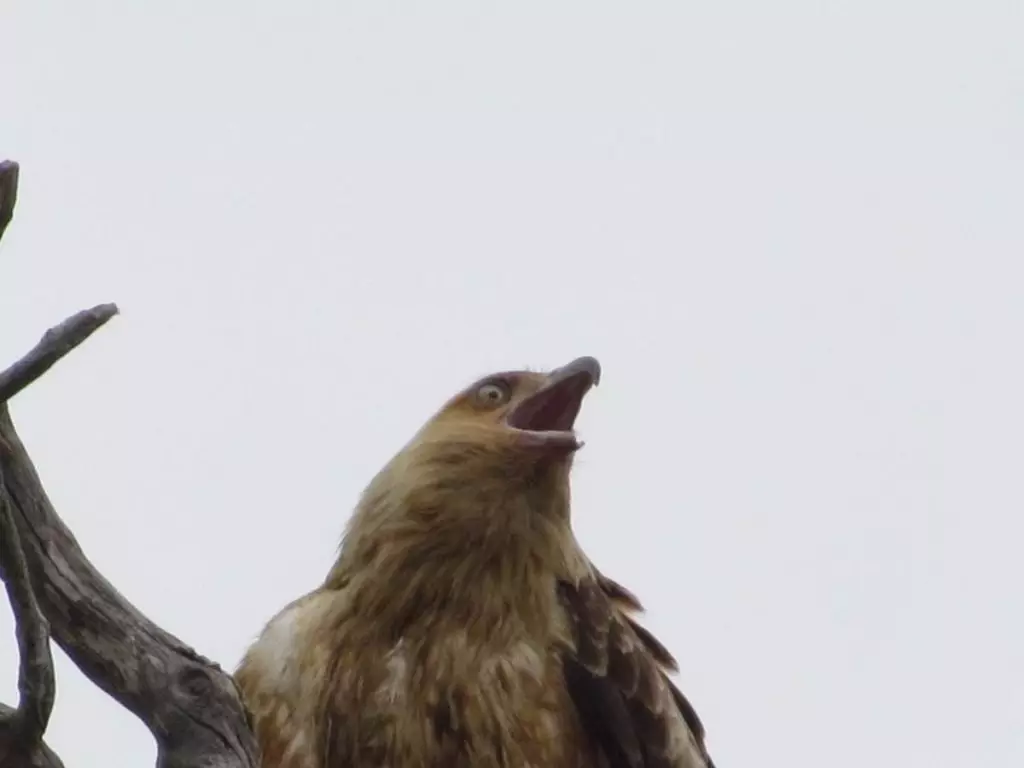 Cometa Whistler (Haliastur sphenurus)