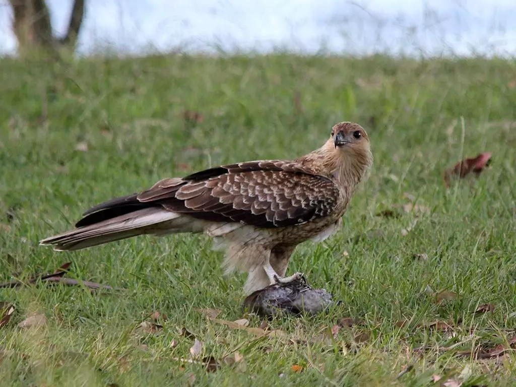 Cometa Whistler (Haliastur sphenurus)