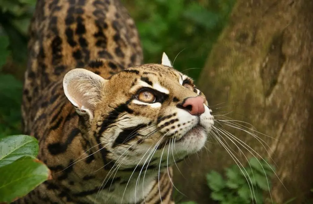 ສີຂອງ oncilla ຄ້າຍຄືກັບ jaguar ຂະ ໜາດ ນ້ອຍແທ້ really.