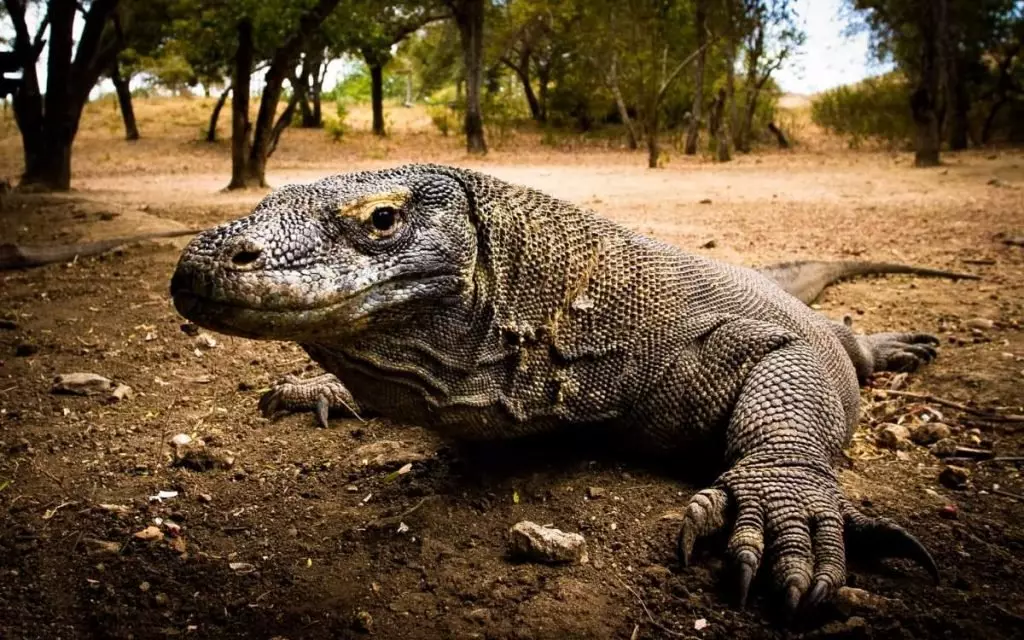 Komodo -draak (Varanus komodoensis).