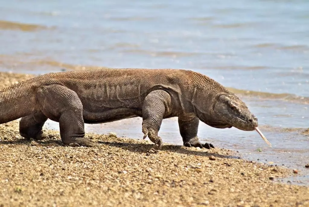 Awọn ọmọ alabojuto Komodo ọdọ jẹ imọlẹ, pẹlu awọn aaye pupa-osan ati awọn ila lori ẹhin wọn.