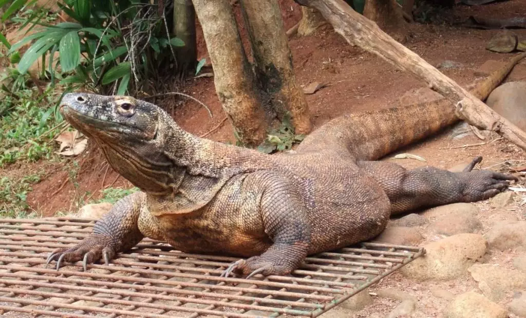 Iwọn nla gba awọn olutọju Komodo laaye lati ṣetọju iwọn otutu ara ti o ga julọ ni alẹ.