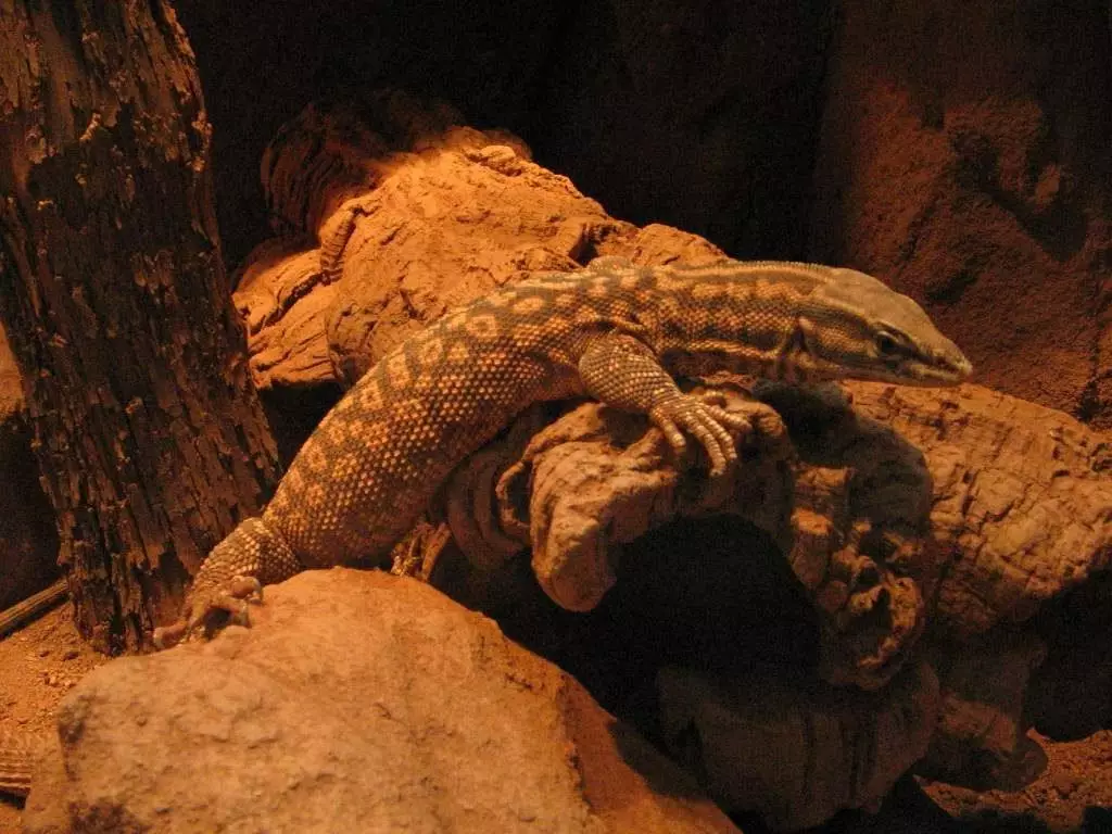 Esta especie habita nas rexións áridas do norte de Australia.