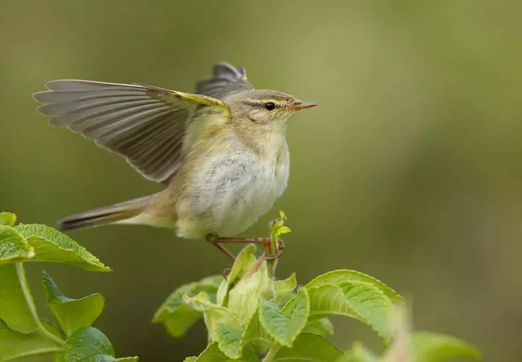 Willow Warbler (Phylloscopus trochilus).