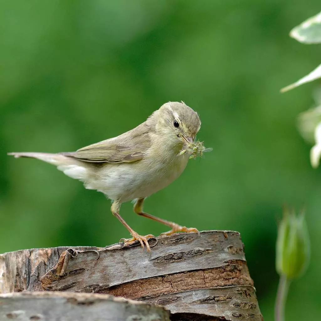 Vonjica je uhvatila insekte.