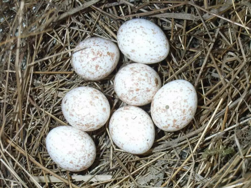 विलो warbler घोंसला र अण्डा क्लच।